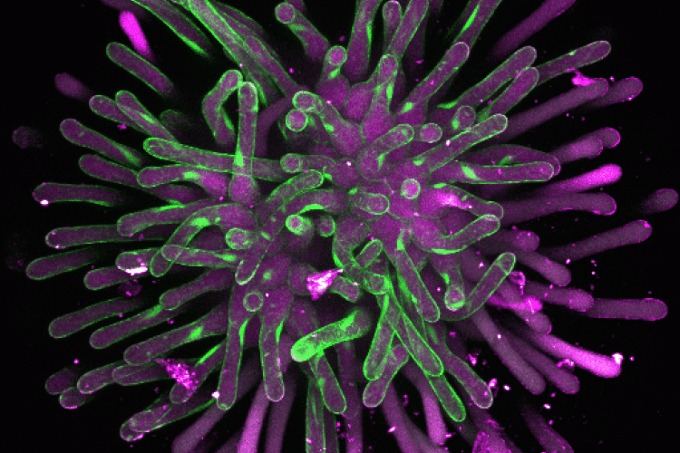 Research | Nowack Lab